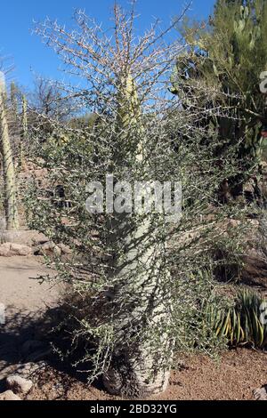 Boojum trees (Fouquieria columnaris) in the cactus rich part of the ...