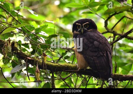 Spectacled Owl in flight Stock Photo - Alamy