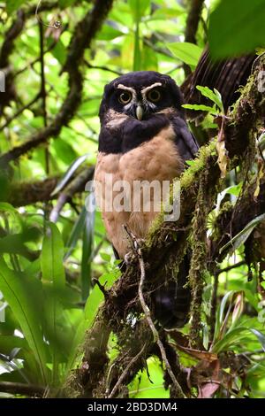 Spectacled Owl in flight Stock Photo - Alamy
