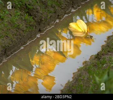 Field of tulips reflected in water Stock Photo - Alamy