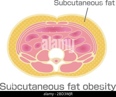 Cross section of stomach, illustration Stock Photo - Alamy