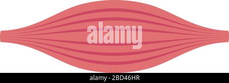 Anatomy of Smooth Muscle Tissue illustration Stock Vector Image & Art ...