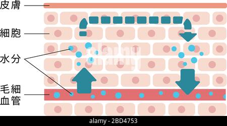 Illustration of normal skin condition (Normal moisture circulation ...