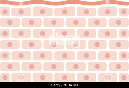 Skin cell pattern flat illustration Stock Vector Image & Art - Alamy