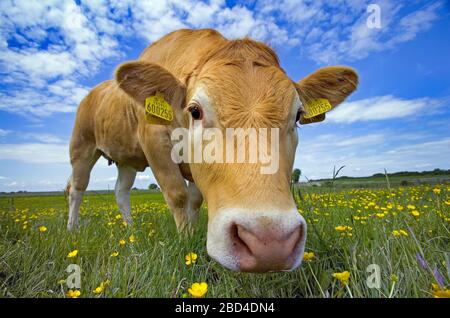 Beef Calves in Buttercup Meadow Tring Hertfordshire Stock Photo - Alamy