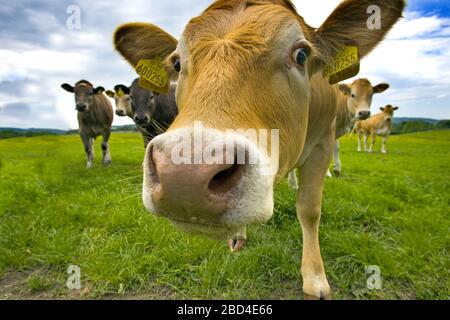 Beef Calves in Buttercup Meadow Tring Hertfordshire Stock Photo - Alamy