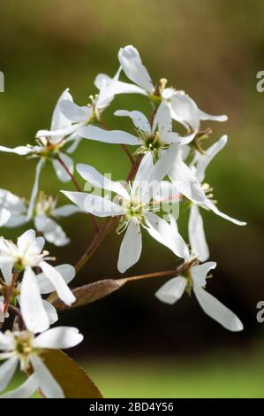 Flowering Snowy mespil (Amelanchier lamarckii Stock Photo - Alamy