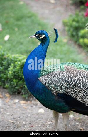 Valladolid (Castilla y Leon, Spain): park of Campo Grande: gazebo with ...