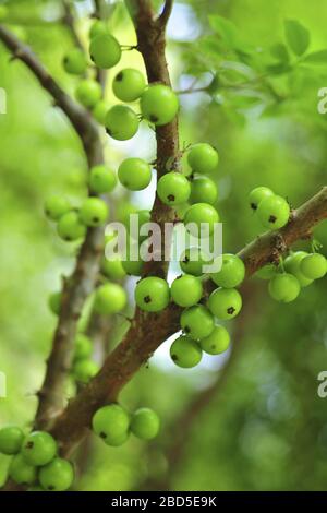 Close up of the green fruit of Jaboticaba Stock Photo - Alamy