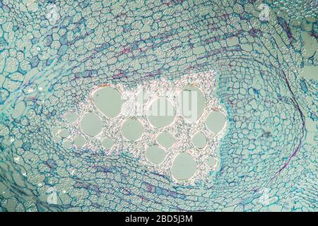 Whistle flower stem in cross section 100x Stock Photo - Alamy