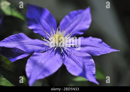 Chinese Clematis Taiwan Stock Photo - Alamy