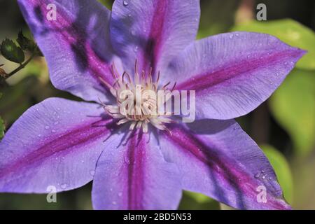 Chinese Clematis Taiwan Stock Photo - Alamy