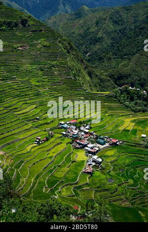 Philippines rice field in Batad village and a colorful rooster Stock ...