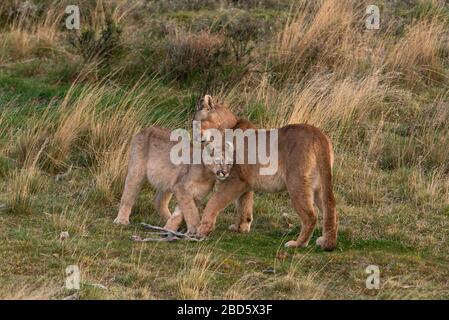 COUGAR puma concolor, MOTHER WITH CUB LAYING DOWN ON GRASS Stock Photo ...