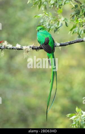 Resplendent Quetzal, Pharomachrus mocinno, long-tailed tropical bird ...