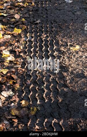 Truck tire tracks into the forest on a snowy mountain road - Yosemite ...