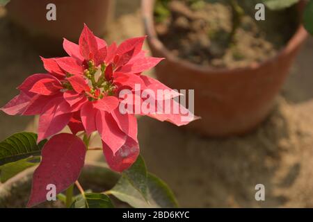Some beautiful paper flower or bougainvillea it’s called Booganbel ...