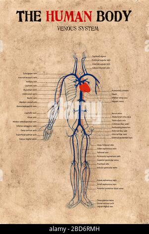 human body venous system diagram on silk satin fabric texture Stock ...
