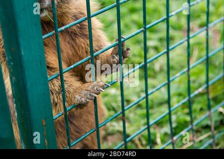 Detail of marmot paws pushing at iron fence Stock Photo - Alamy