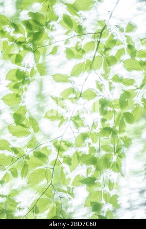 Beech, detail, twigs, leaves, spring wood, deciduous forest, broad ...