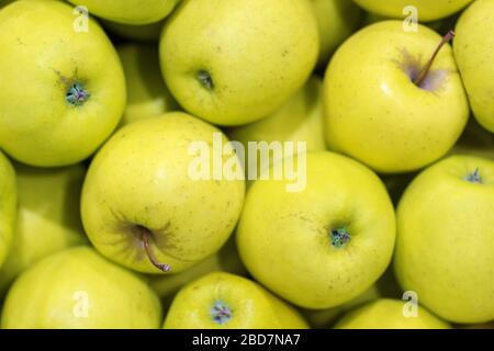 Lots of yellow apples. Natural condition. Top view as background Stock ...
