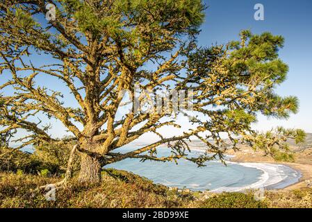 California Trees, Pacifica, CA Stock Photo - Alamy