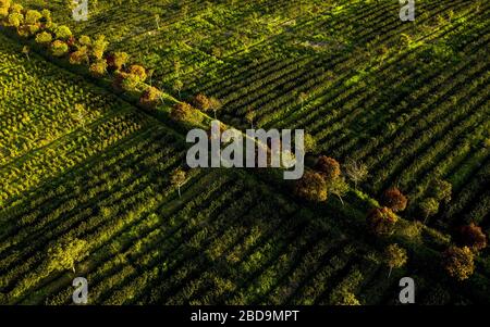 Hefei, China. 07th Apr, 2020. The beauty of green tea garden in spring ...