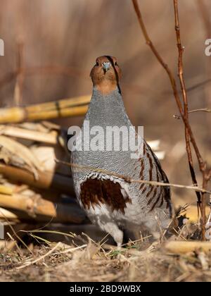 Hungarian Grey Partridge in a corn field in North Dakota Stock Photo ...