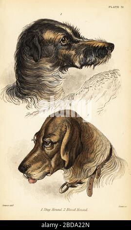 Heads of a stag hound 1 and blood hound 2, Canis lupus familiaris ...