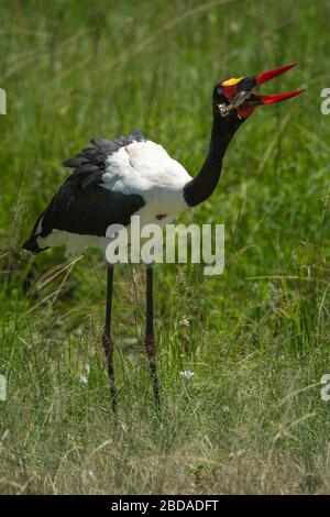 Saddle-billed stork stretches neck to swallow frog Stock Photo - Alamy