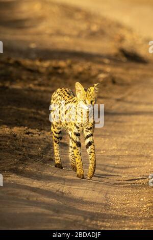 Serval walks along track with paw raised Stock Photo - Alamy