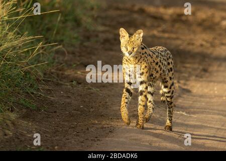 Serval walks on track with paw raised Stock Photo - Alamy