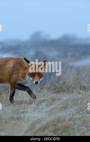 Red Fox ( Vulpes vulpes ), cunning fox, sneaking through grass over a ...