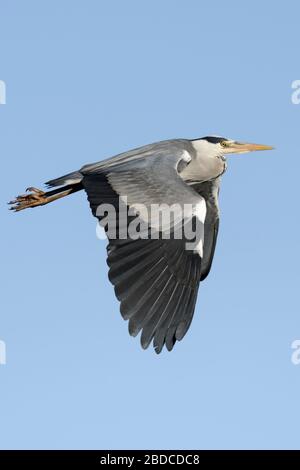 A beautiful shot of a grey blue heron on a branch of a tree over a lake ...