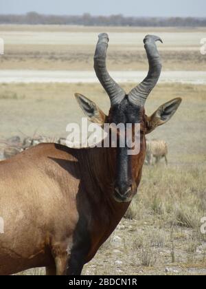 Closeup of a Red Hartebeest head in Southern African savanna Stock ...
