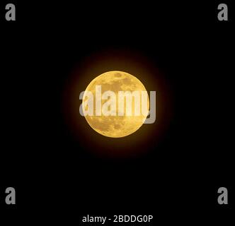 Of night sky with big yellow moon behind the tree Stock Photo - Alamy