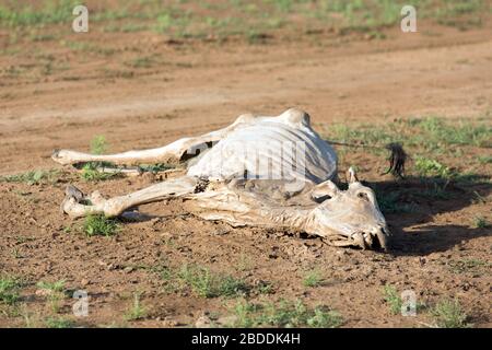 14.11.2019, Gode, Somali Region, Ethiopia - Traditional cattle farming ...