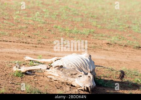 14.11.2019, Gode, Somali Region, Ethiopia - Traditional cattle farming ...