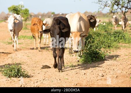 14.11.2019, Gode, Somali Region, Ethiopia - Traditional cattle farming ...
