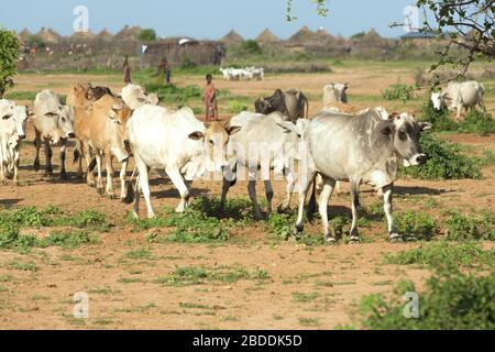 14.11.2019, Gode, Somali Region, Ethiopia - Traditional cattle farming ...