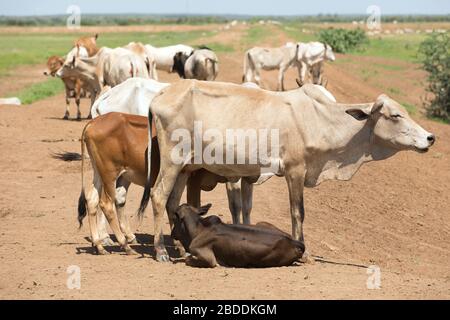 14.11.2019, Gode, Somali Region, Ethiopia - Traditional cattle farming ...