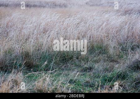 Dead hay View of drought Stock Photo - Alamy