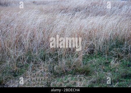 Dead hay View of drought Stock Photo - Alamy