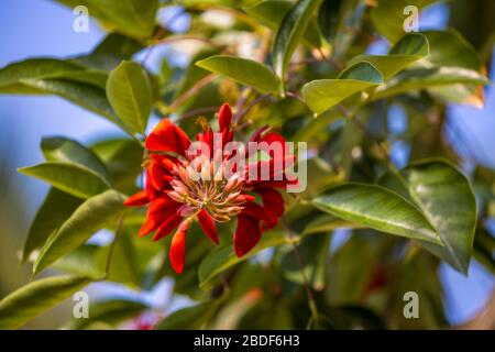 Tropical flowering plant Erythrina crist-galli: Common name Coral Tree ...