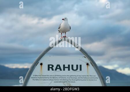 Rahui, Kaikoura, New Zealand Stock Photo - Alamy