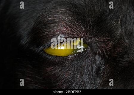 eye of a dog after cherry eye surgery Stock Photo - Alamy