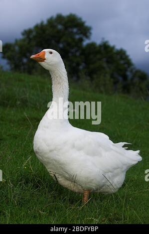 White goose gander on grass. Cumbria, UK Stock Photo - Alamy