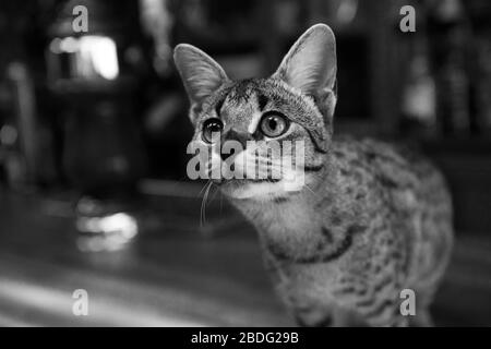 African Serval with F5 Savannah Cat on the Sofa Stock Photo - Alamy