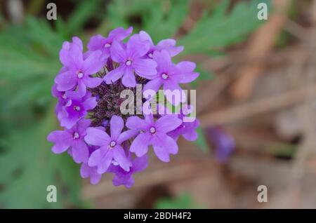 rose vervain, rose mock vervain, rose verbena (Glandularia canadensis ...