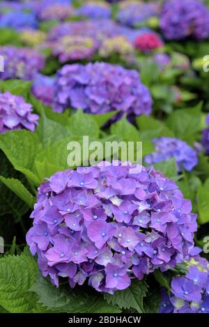 Hydrangea flower Taiwan Stock Photo - Alamy